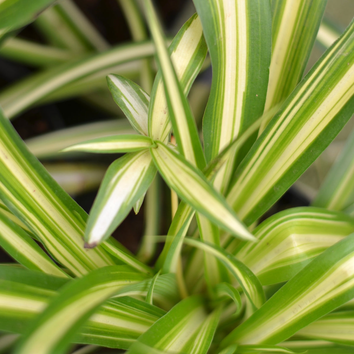 Hen and Chickens | Chlorophytum Comosum Vittatum – Cape Garden Online