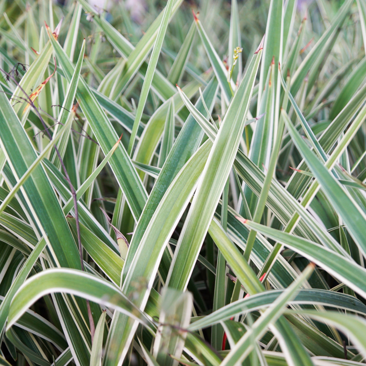 Tasmanian Flax-Lily | Dianella ‘Variegata’ – Cape Garden Online