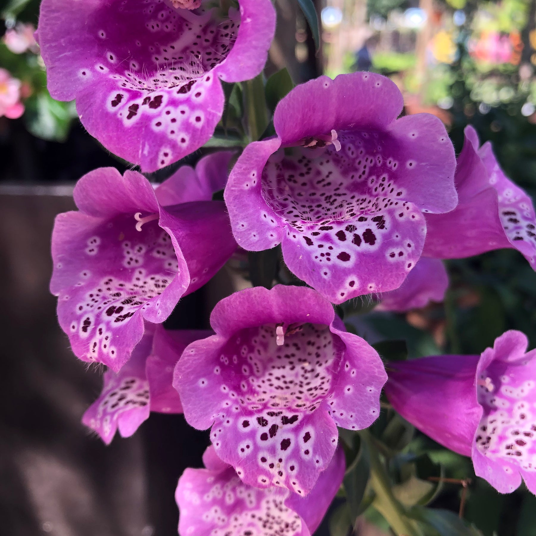 Shop perrennials for your garden – Cape Garden Online