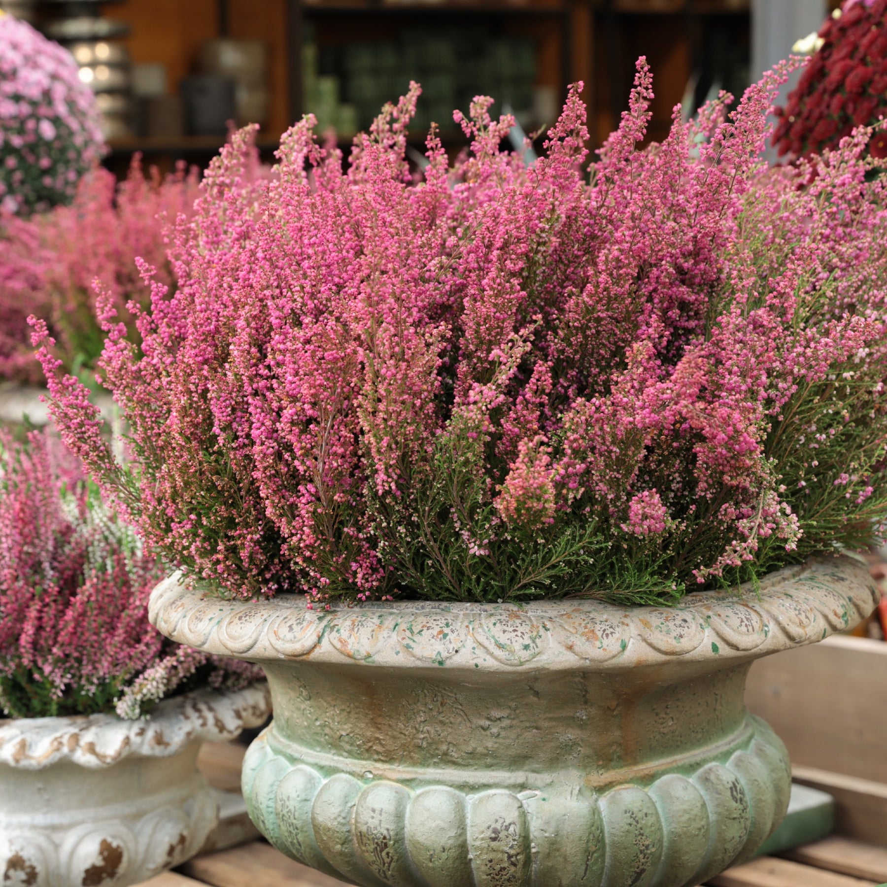 Shop fynbos plants in Cape Town , Western Cape – Cape Garden Online