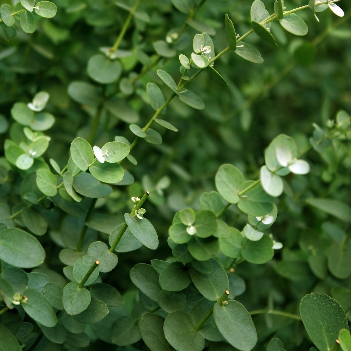 Penny Gum | Gum Tree Plant for Gardens – Cape Garden Online