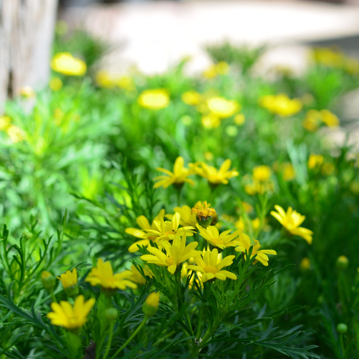 Wild Daisy Bush | Euryops 'Sunshine Classic Fine' – Cape Garden Online