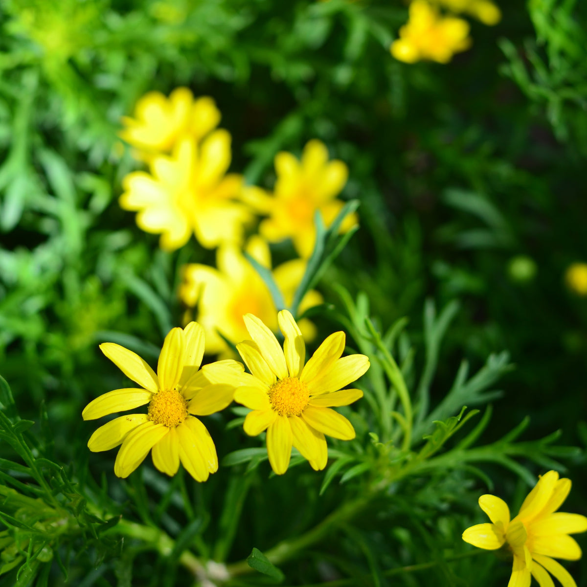 Wild Daisy Bush | Euryops 'Sunshine Classic Fine' – Cape Garden Online