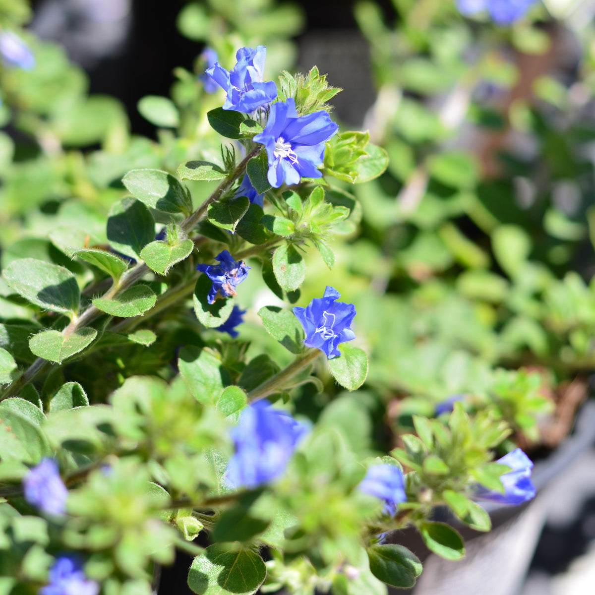Evolvulus ‘Blue My Mind’ – Vivid Blue, Heat-Loving Groundcover – Cape ...