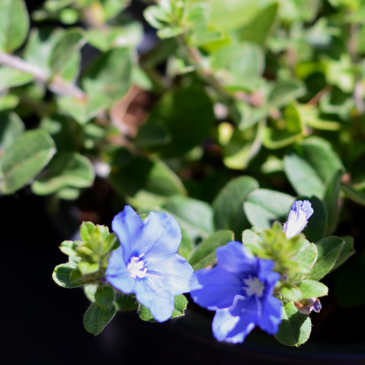 Evolvulus ‘Blue My Mind’ – Vivid Blue, Heat-Loving Groundcover – Cape ...