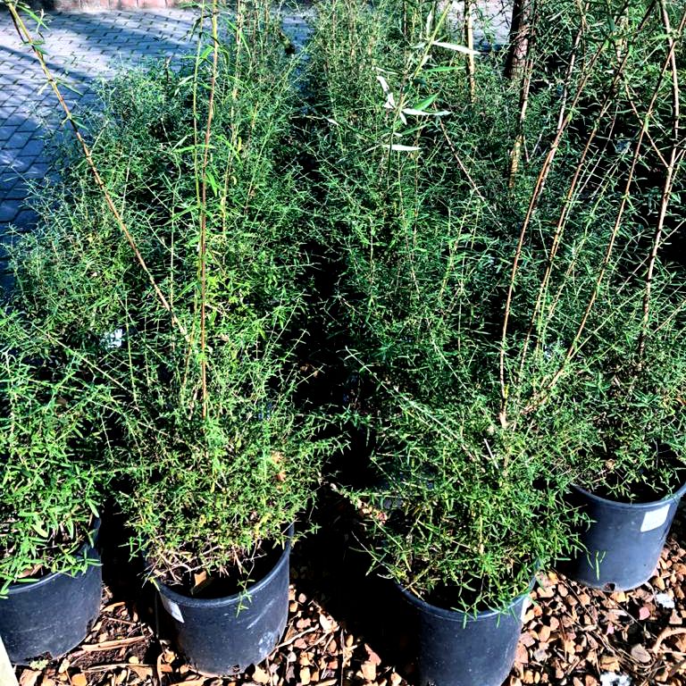False Olive | Buddleja Saligna Tree – Cape Garden Online