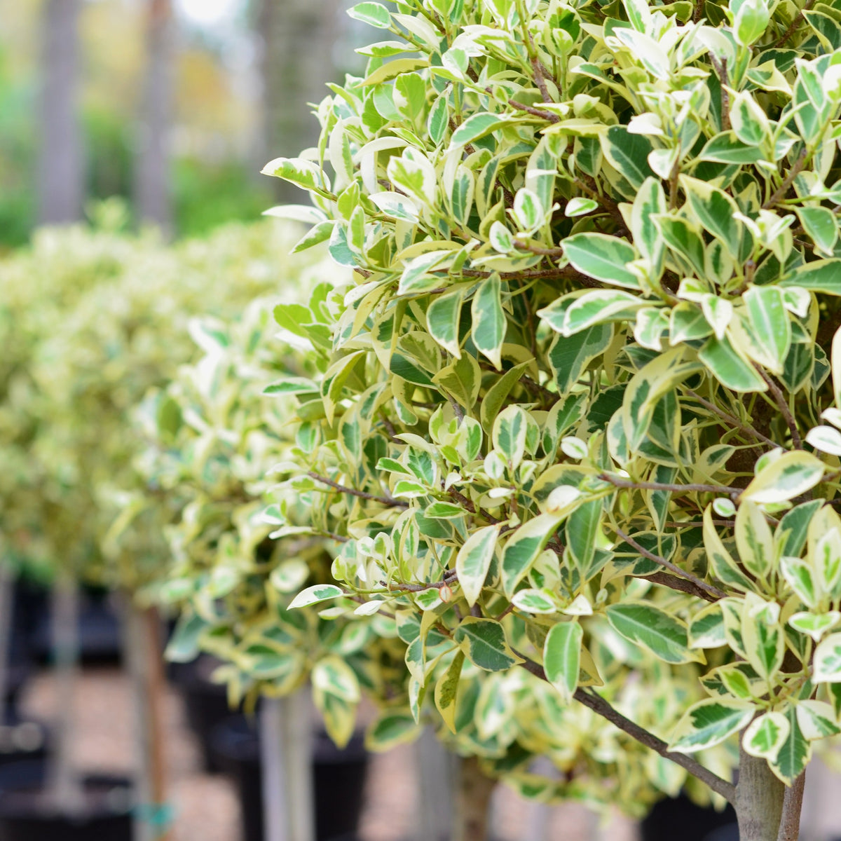 Ficus Microcarpa 'Hawaii' (Standard) – Cape Garden Online