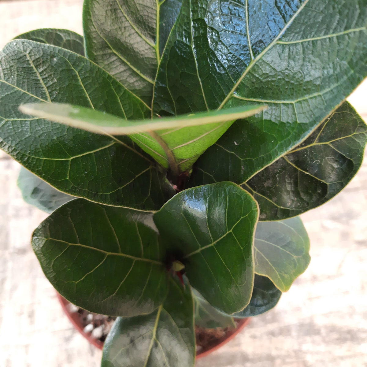 Dwarf Fiddle Leaf Fig | Ficus Lyrata 'Bambino' – Cape Garden Online