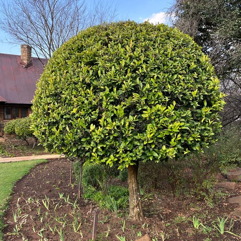 Buy Ficus Nitida Topiary Standard Cape Town | Best Topiary Trees – Cape ...