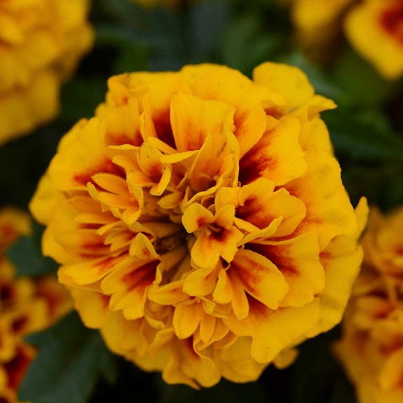French Marigold 'Hot Pak Fire' | Tagetes Patula – Cape Garden Online