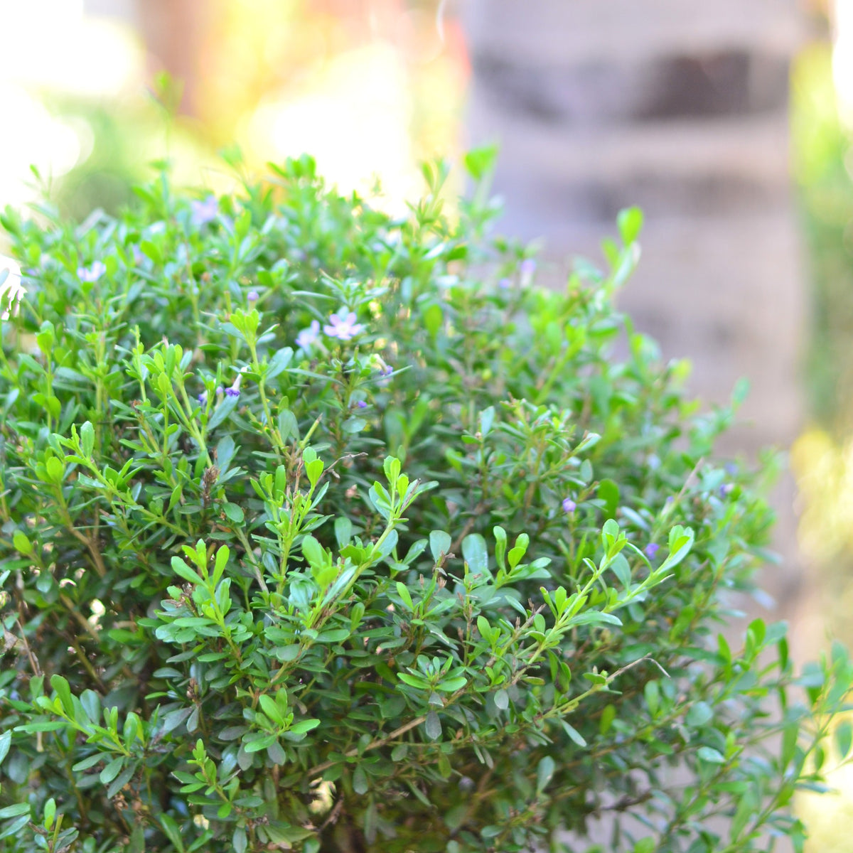 Honey-Bell Bush - Indigenous Flowering Shrub | Cape Garden – Cape ...