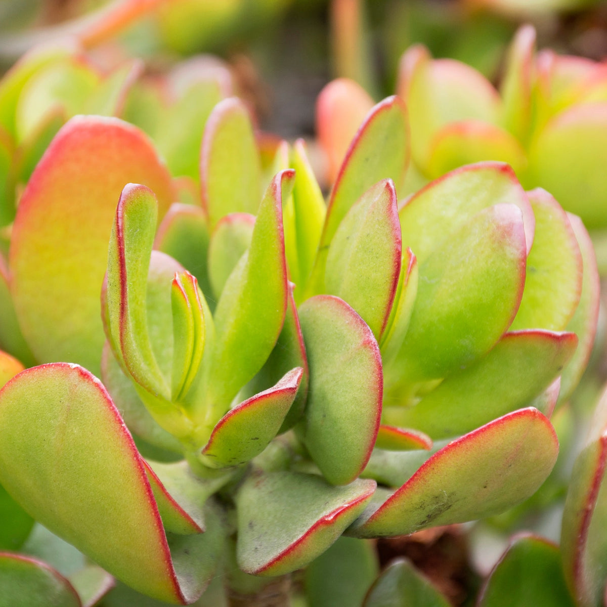 Jade Plant'Sunset'- Colourful Succulent for Sale Cape Town – Cape ...
