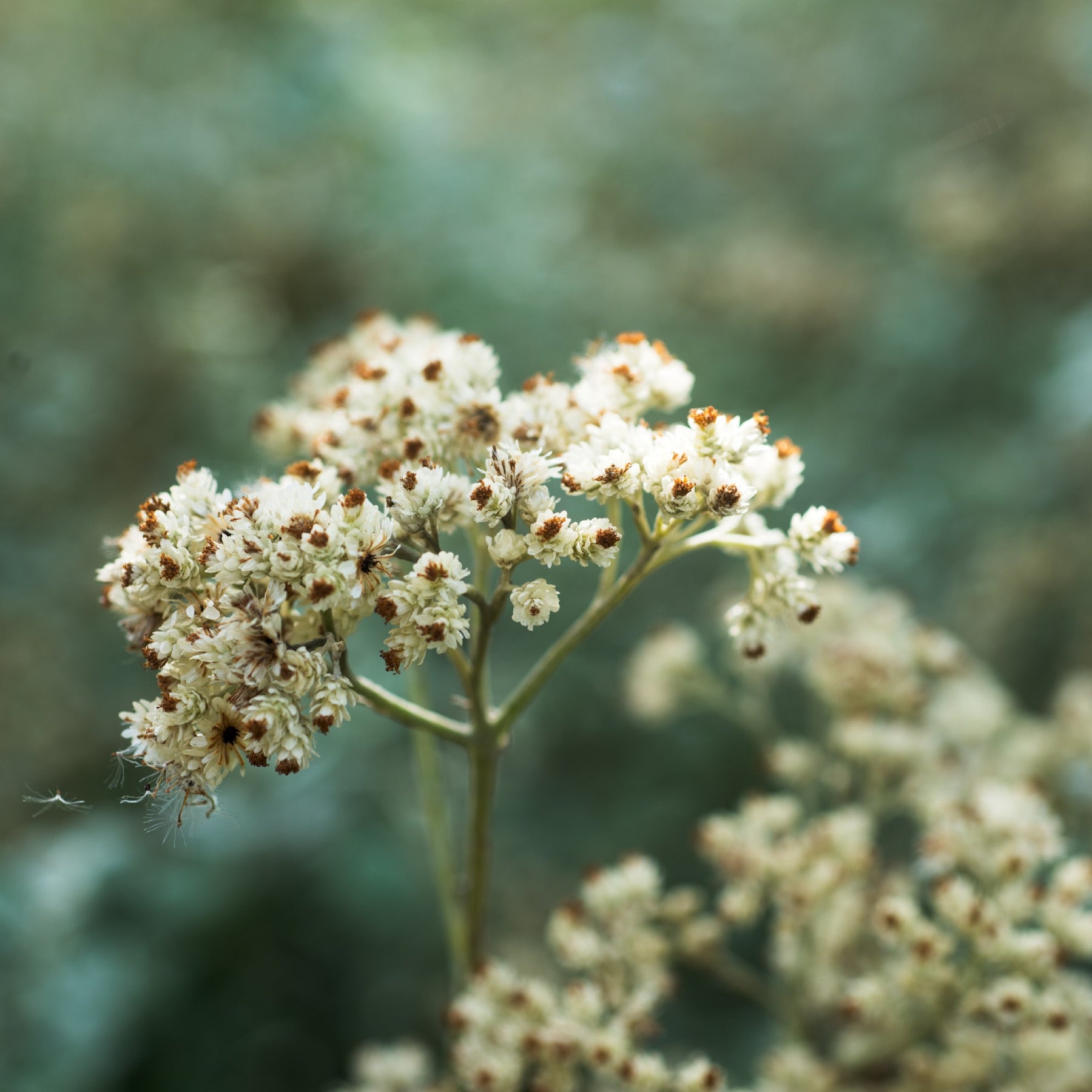 Licorice Plant Kooigoed - Silvery Trailing Plant | Cape Garden – Cape ...