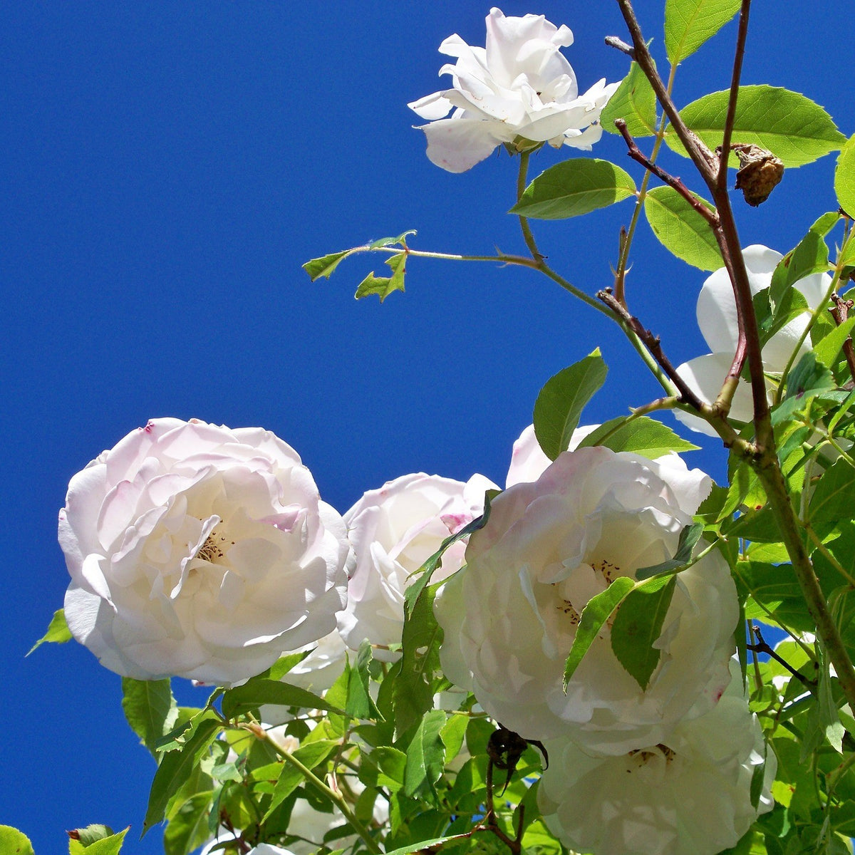 Rose Iceberg | Cape Garden Online Cape Town