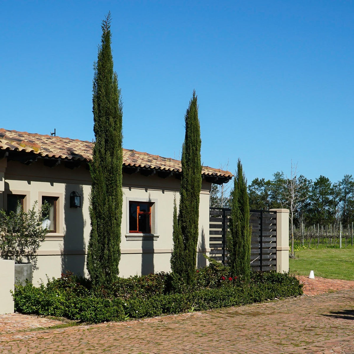 Italian Cypress |Tall Evergreen Conifer for Gardens – Cape Garden Online