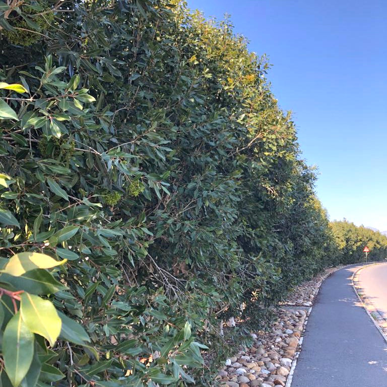 'Water Pear'- Indigenous Shade Tree For Sale Cape Town – Cape Garden Online