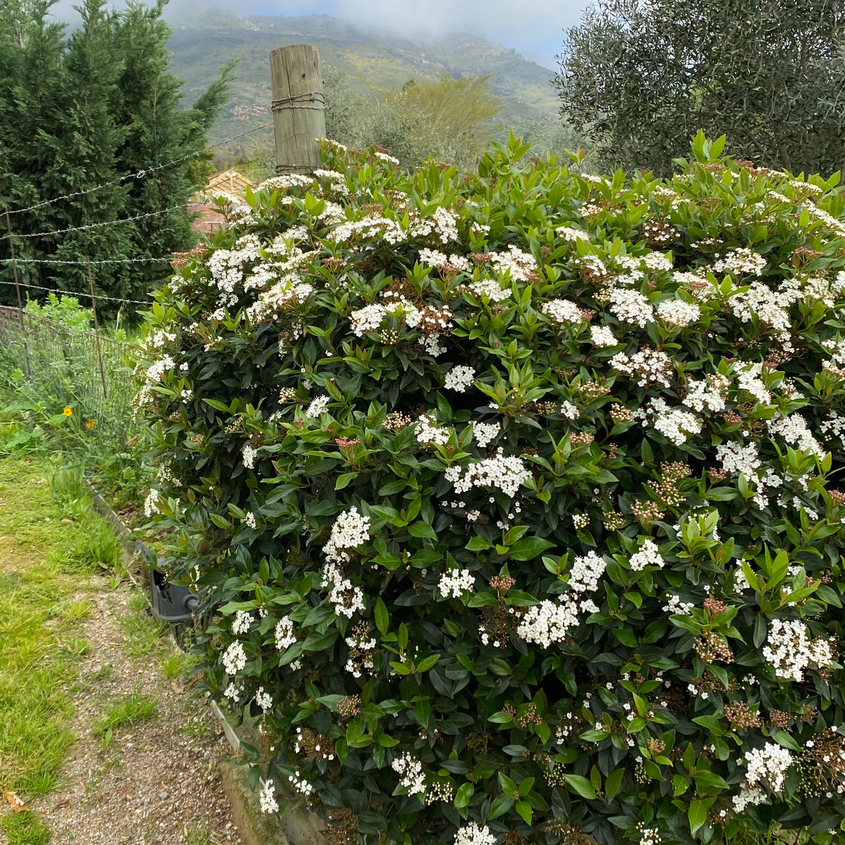 Viburnum Tinus Compactum| Compact Evergreen Shrub – Cape Garden Online