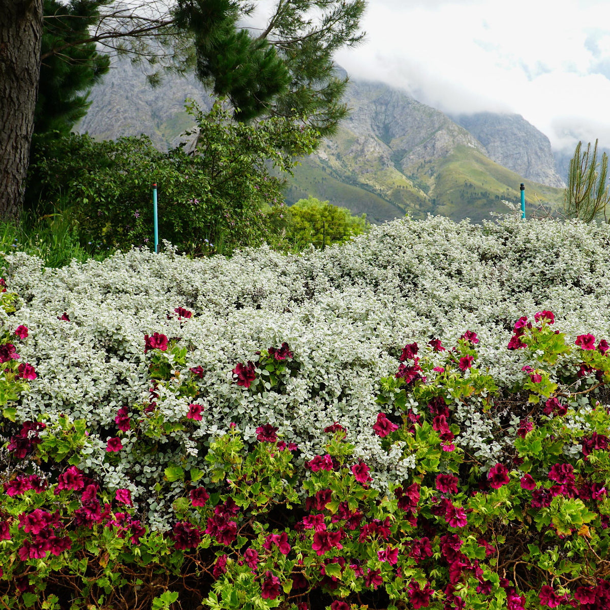 Licorice Plant Kooigoed - Silvery Trailing Plant | Cape Garden – Cape ...