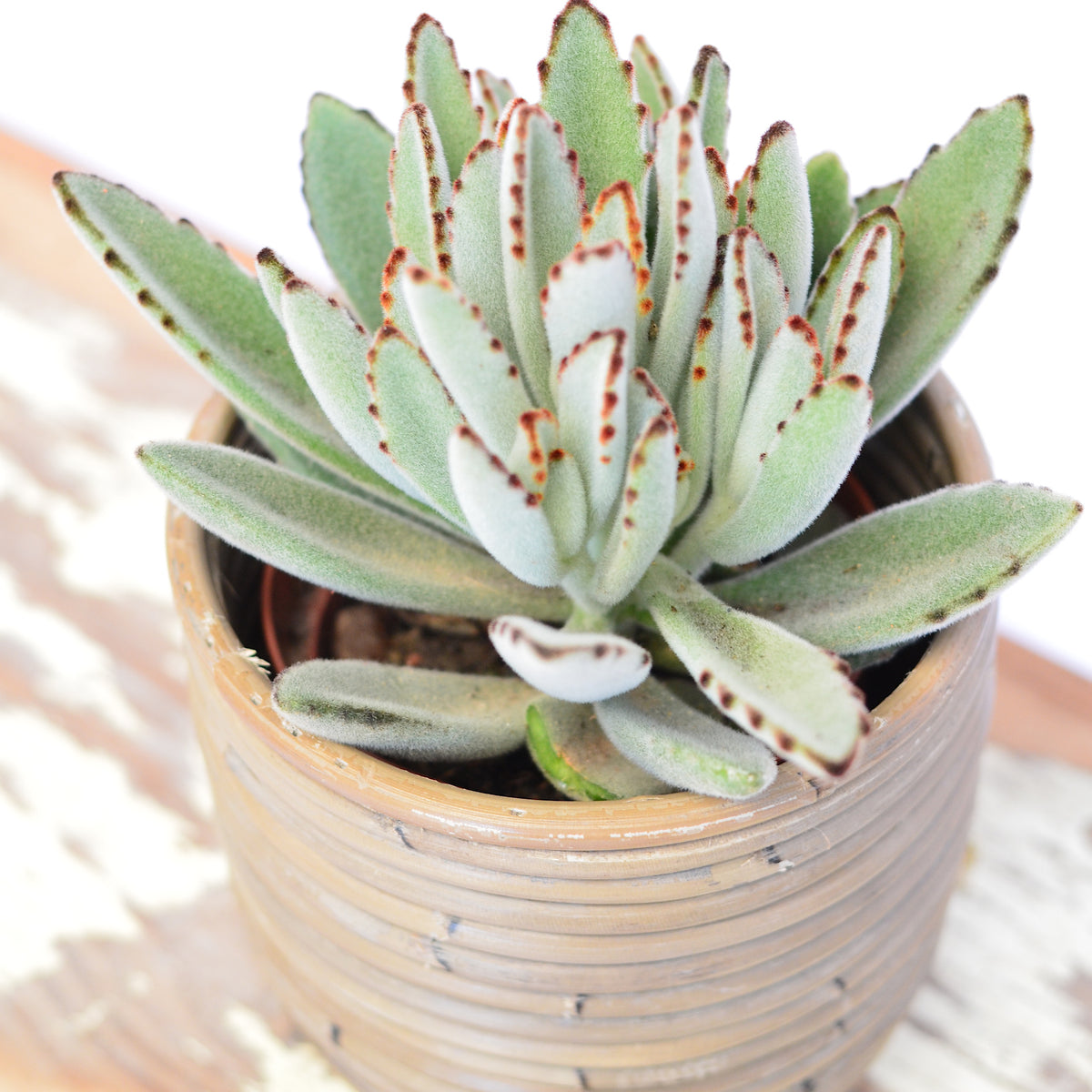 Panda Plant Kalanchoe Tomentosa | Buy Online Cape Town – Cape Garden Online