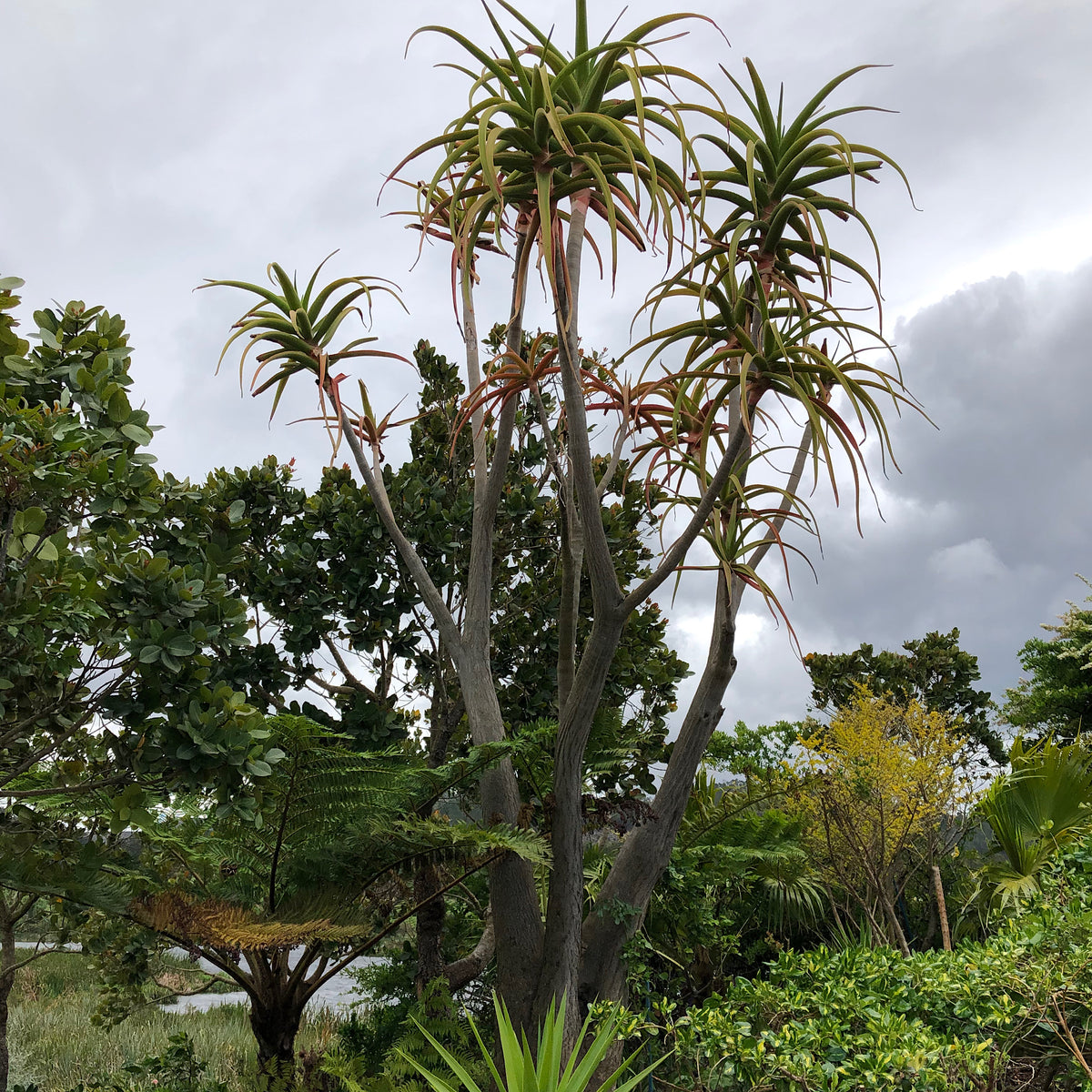 Tree Aloe- Striking Accent Plant for Sale Cape Town – Cape Garden Online