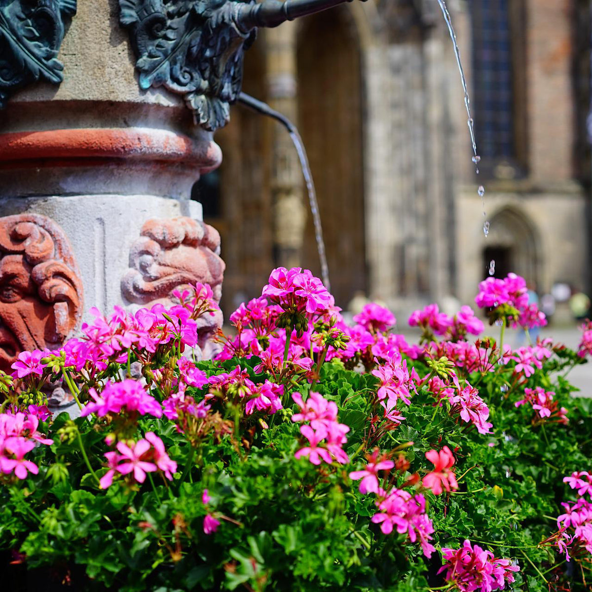 Geranium | Pelargonium Calliope 'Landscape Pink' – Cape Garden Online