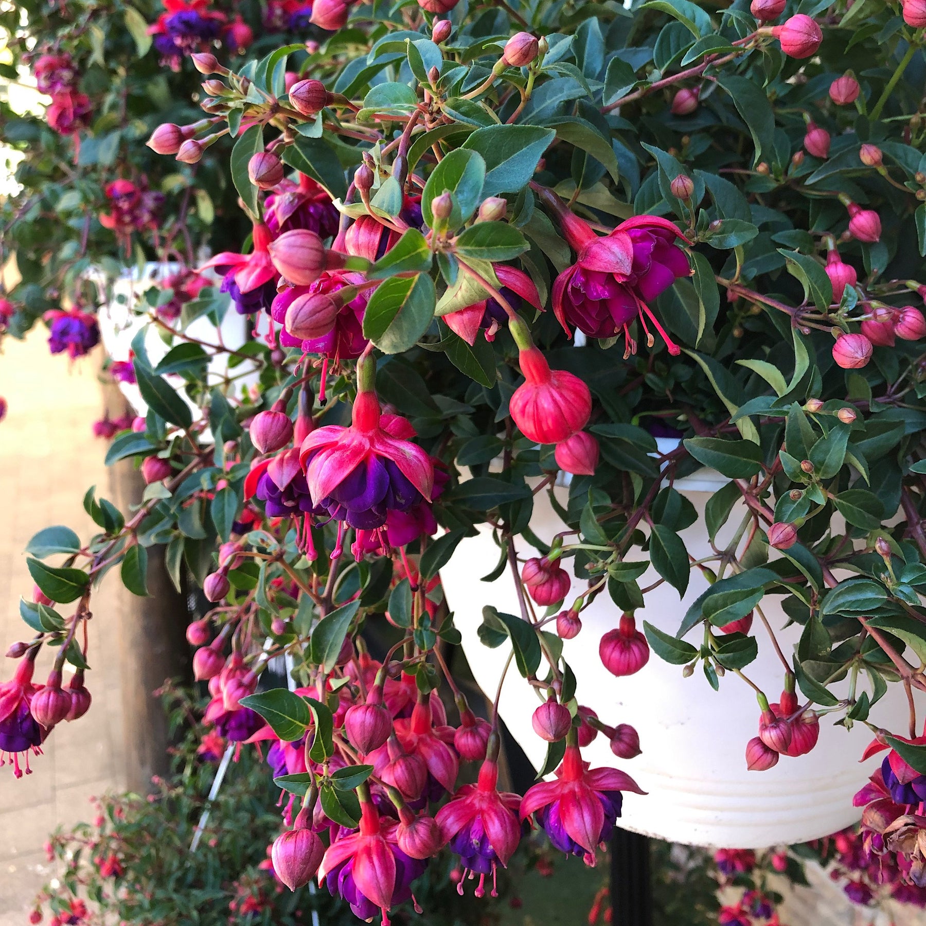 Shop perrennial flowers for your garden – Cape Garden Online