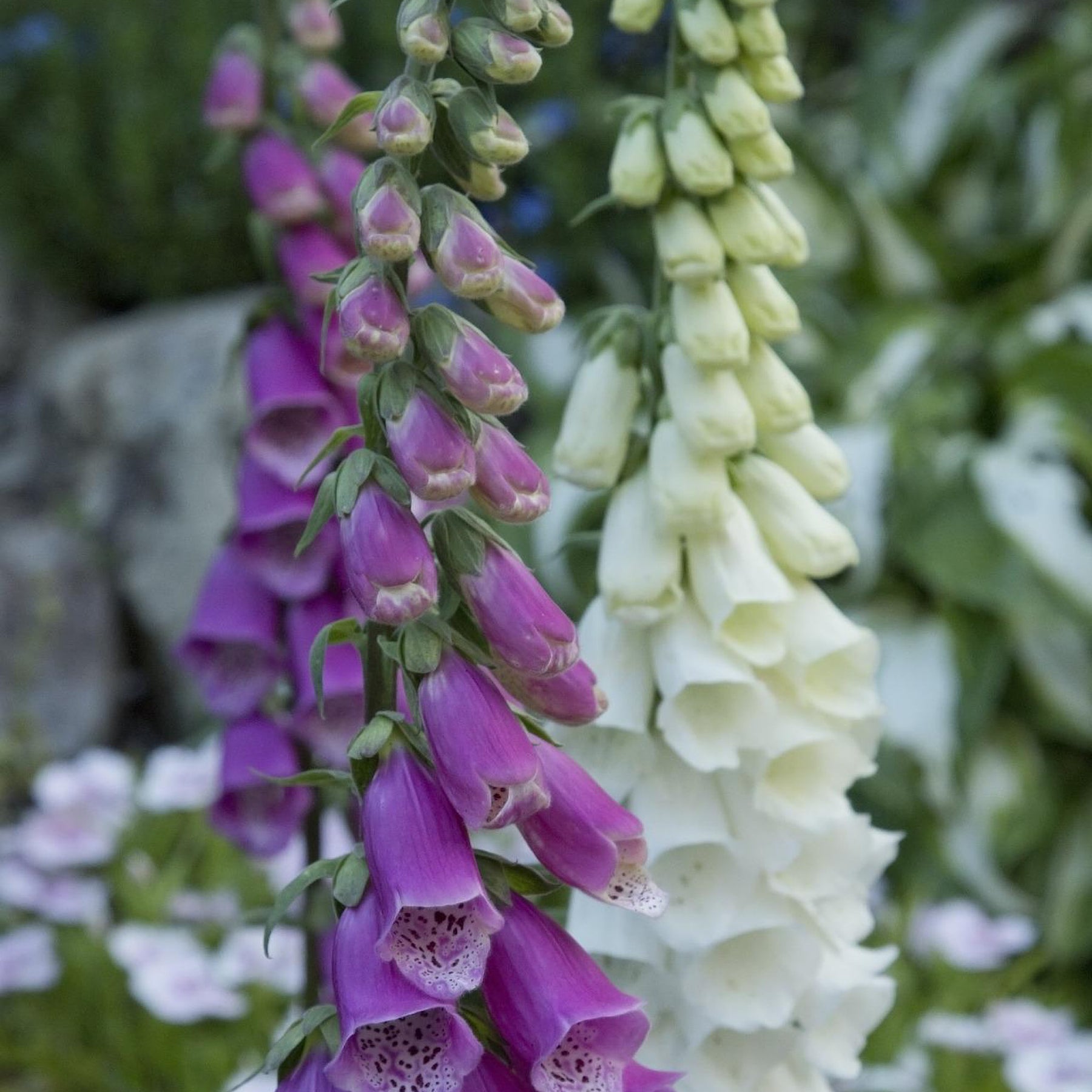 Shop perrennials for your garden – Cape Garden Online