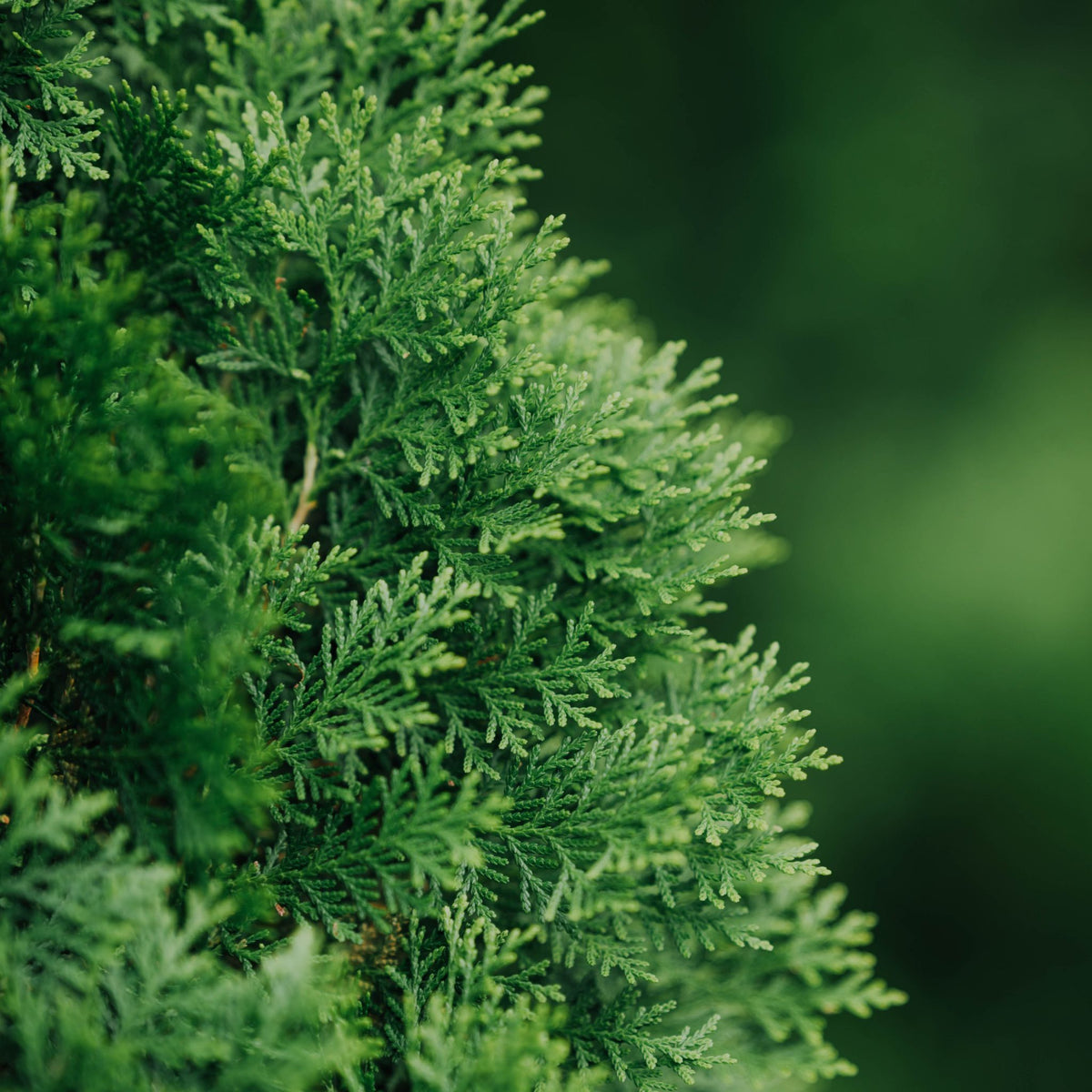 Italian Cypress |Tall Evergreen Conifer for Gardens – Cape Garden Online