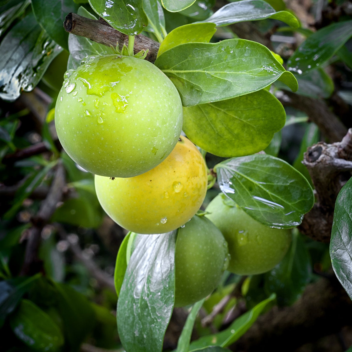 Kei Apple -Indigenous Thorny Hedge with Edible Fruit – Cape Garden Online