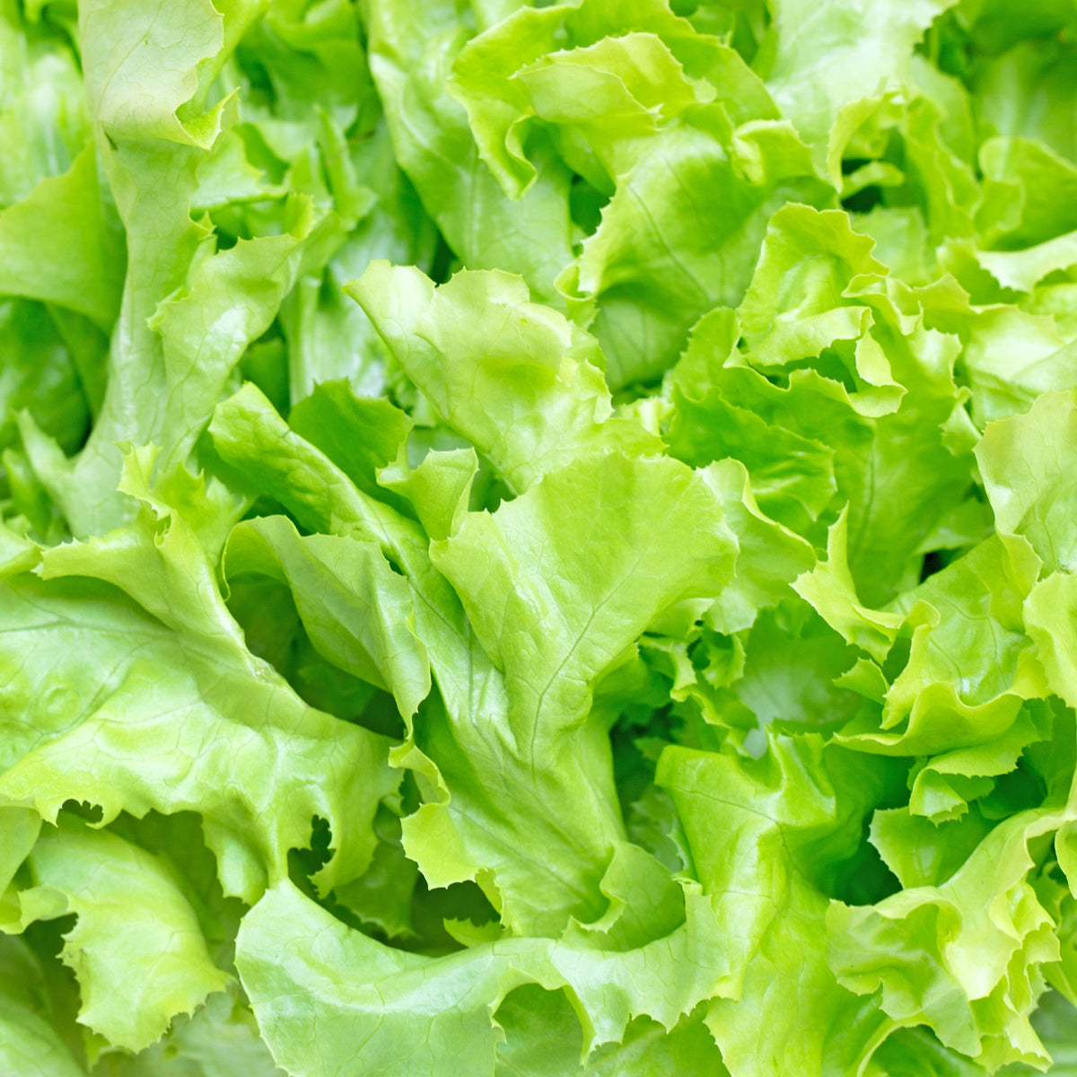Lettuce Assorted Six Pack – Cape Garden Online