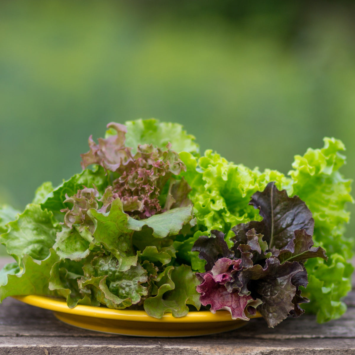 Lettuce Assorted Six Pack – Cape Garden Online