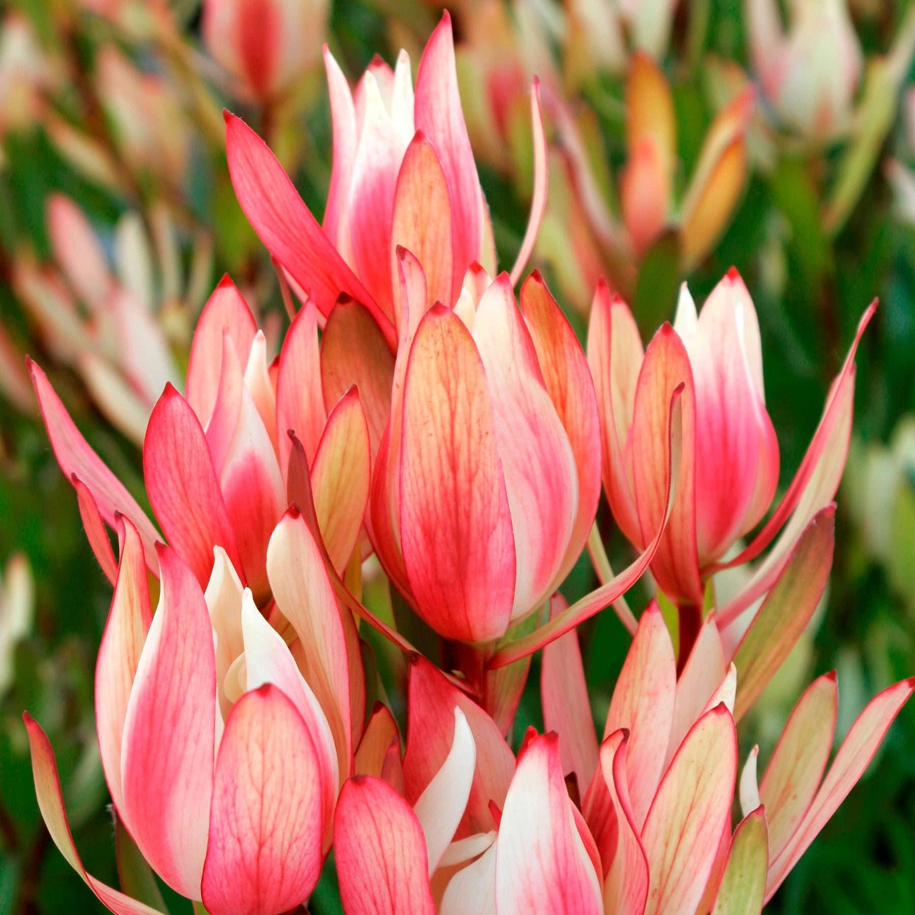 Fynbos Plants - Indigenous South African Flora – Cape Garden Online