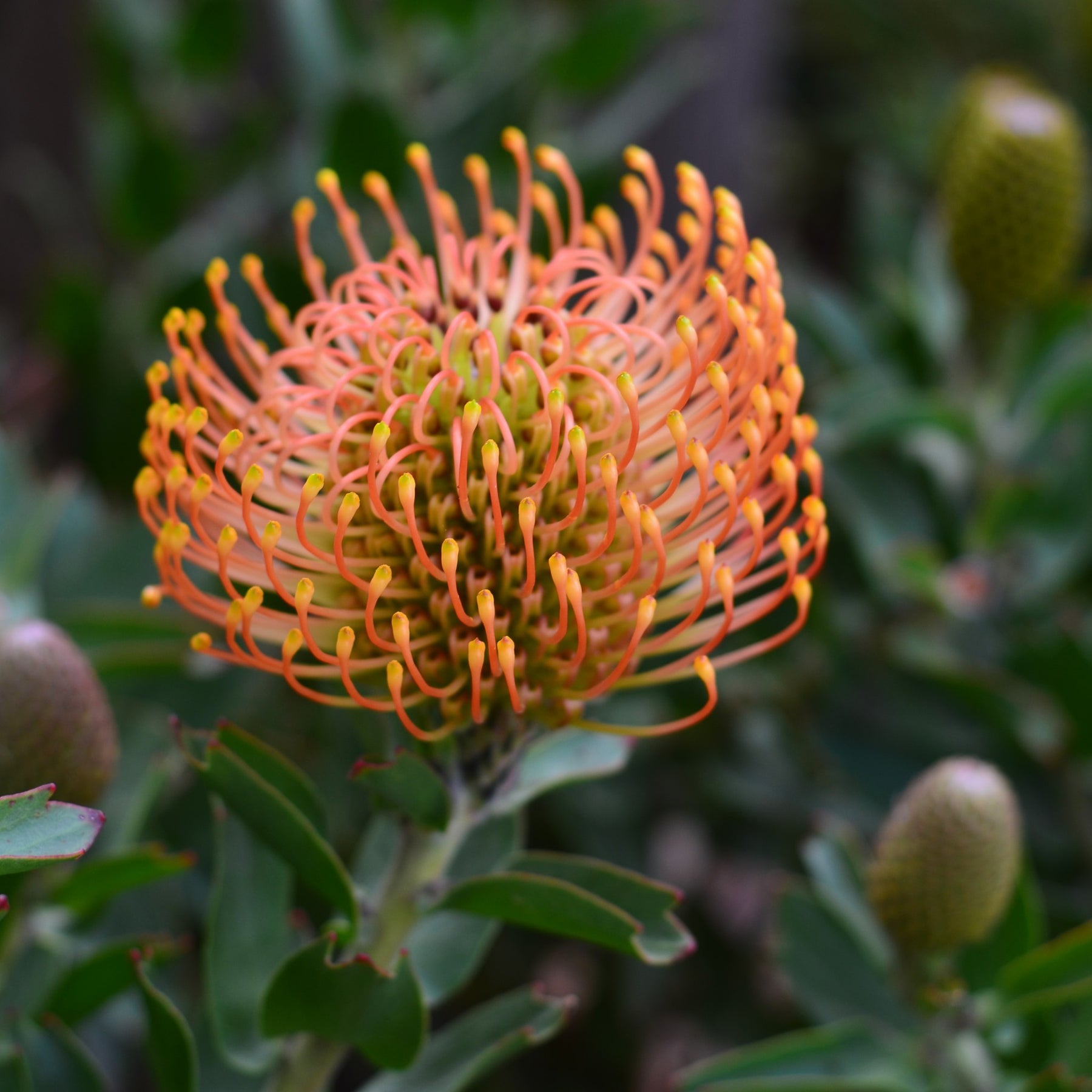 Fynbos Plants - Indigenous South African Flora – Cape Garden Online