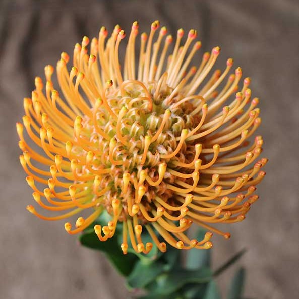 Fynbos Plants - Indigenous South African Flora – Cape Garden Online