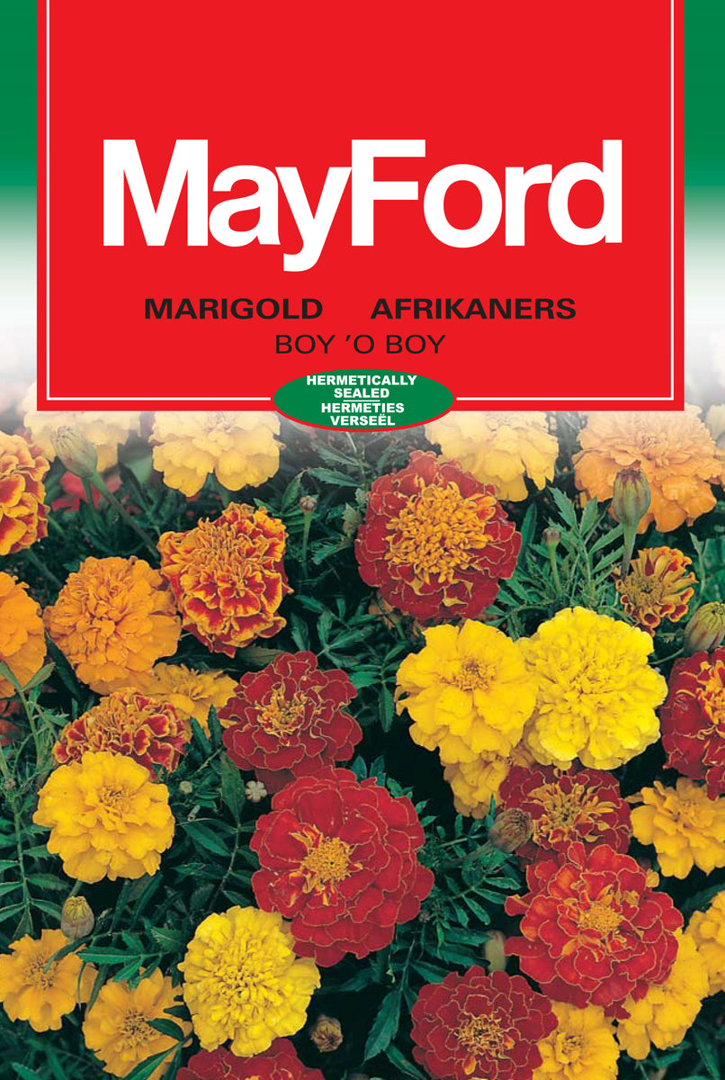 Marigold / Boy 'O Boy Seeds – Cape Garden Online