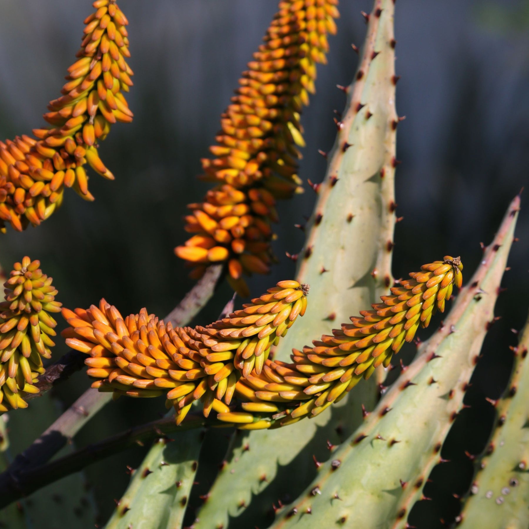 Aloes – Cape Garden Online