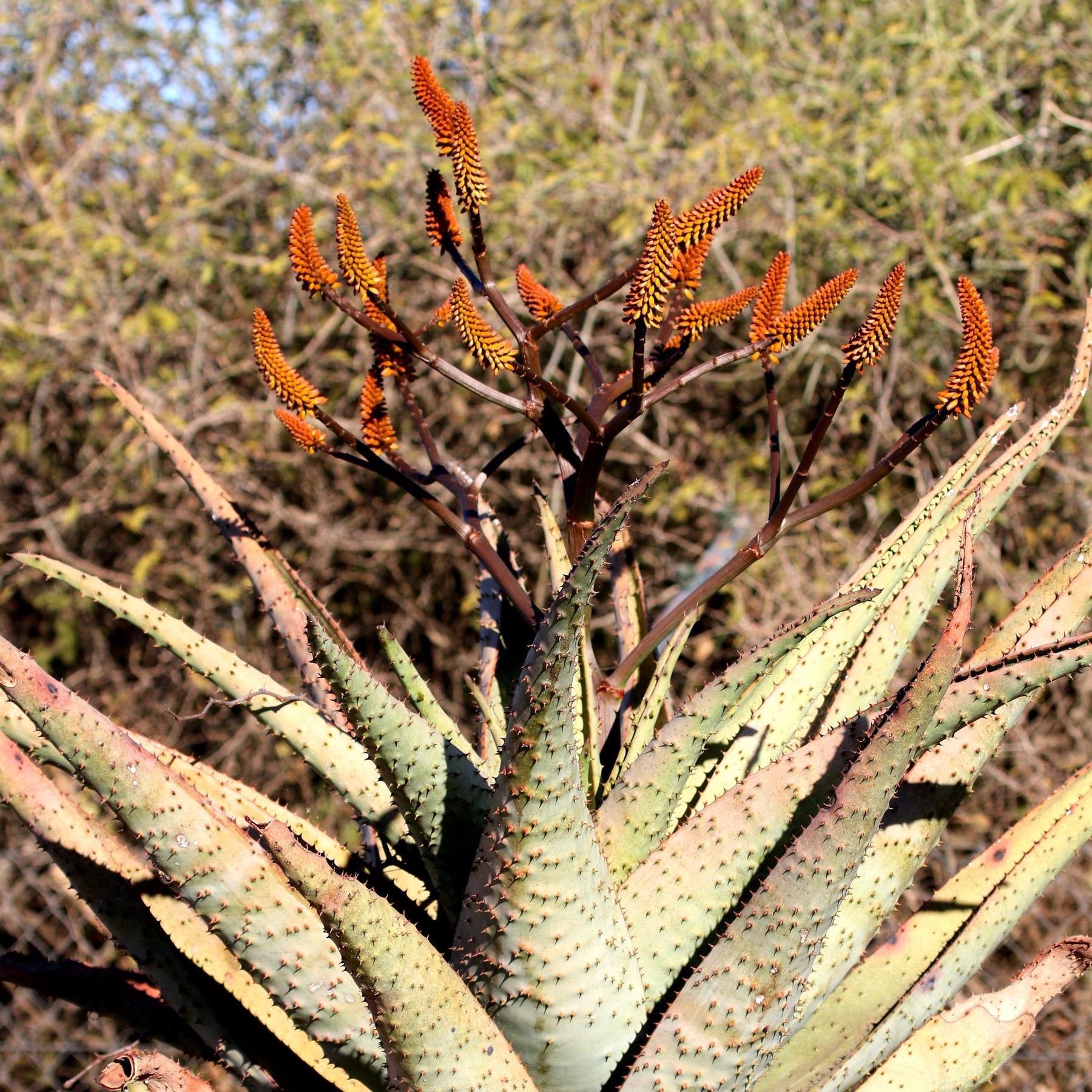 Aloes – Cape Garden Online