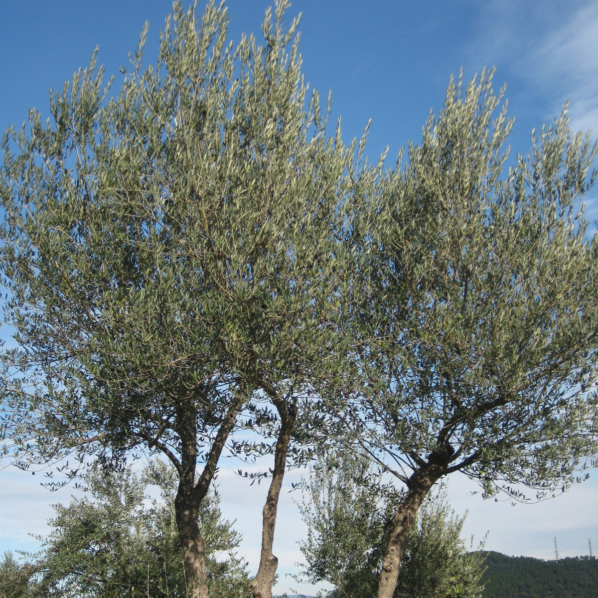 Wild Olive | Olea Africana Trees South Africa – Cape Garden Online