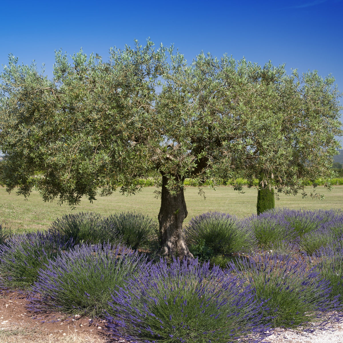 Wild Olive | Olea Africana Trees South Africa – Cape Garden Online