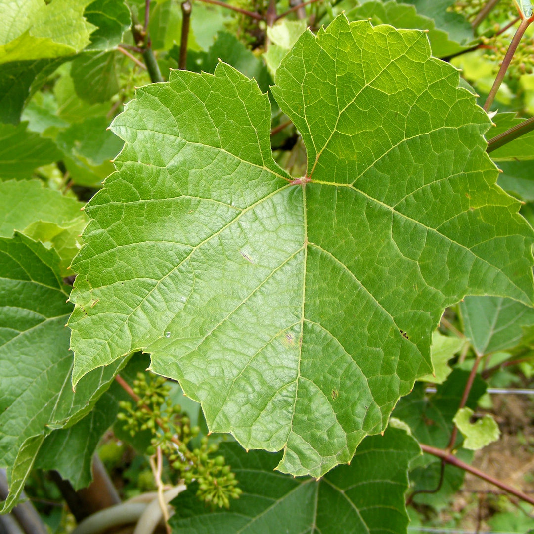 Grape Vine Vitis Vinifera Picurka Grape Vine | Vitis Vinifera