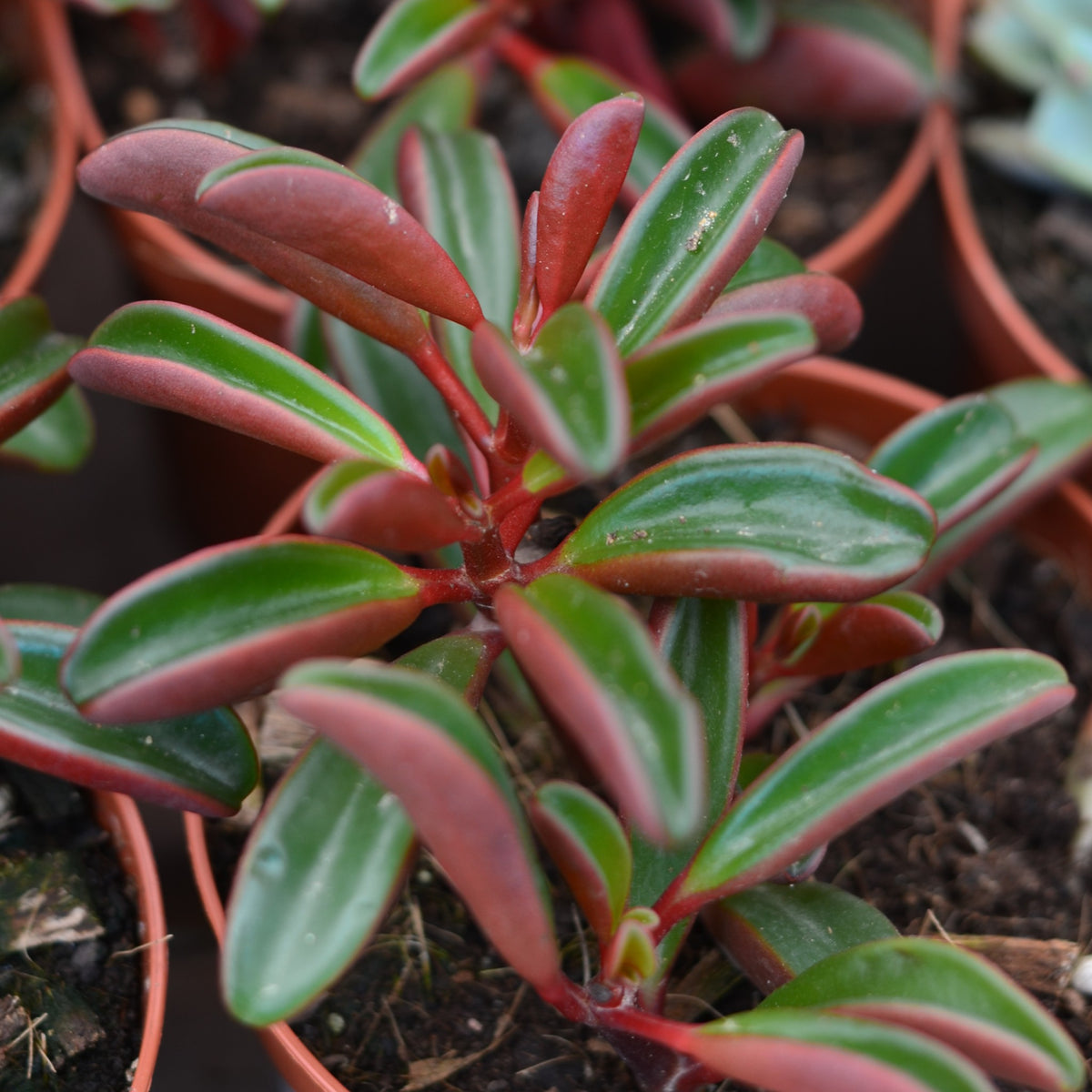 Ruby Glow | Peperomia Graveolens – Cape Garden Online