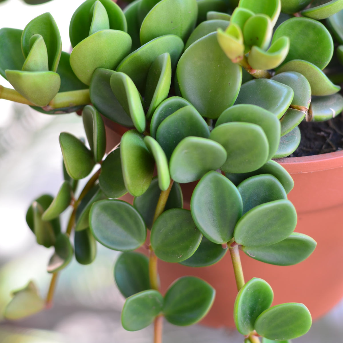 Peperomia Tetraphylla 'Hope' Hanging Basket – Cape Garden Online