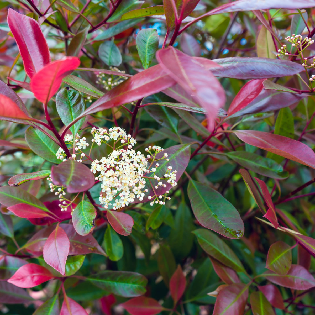Red Tip Photinia | Photinia x Fraseri ‘Red Robin’ – Cape Garden Online