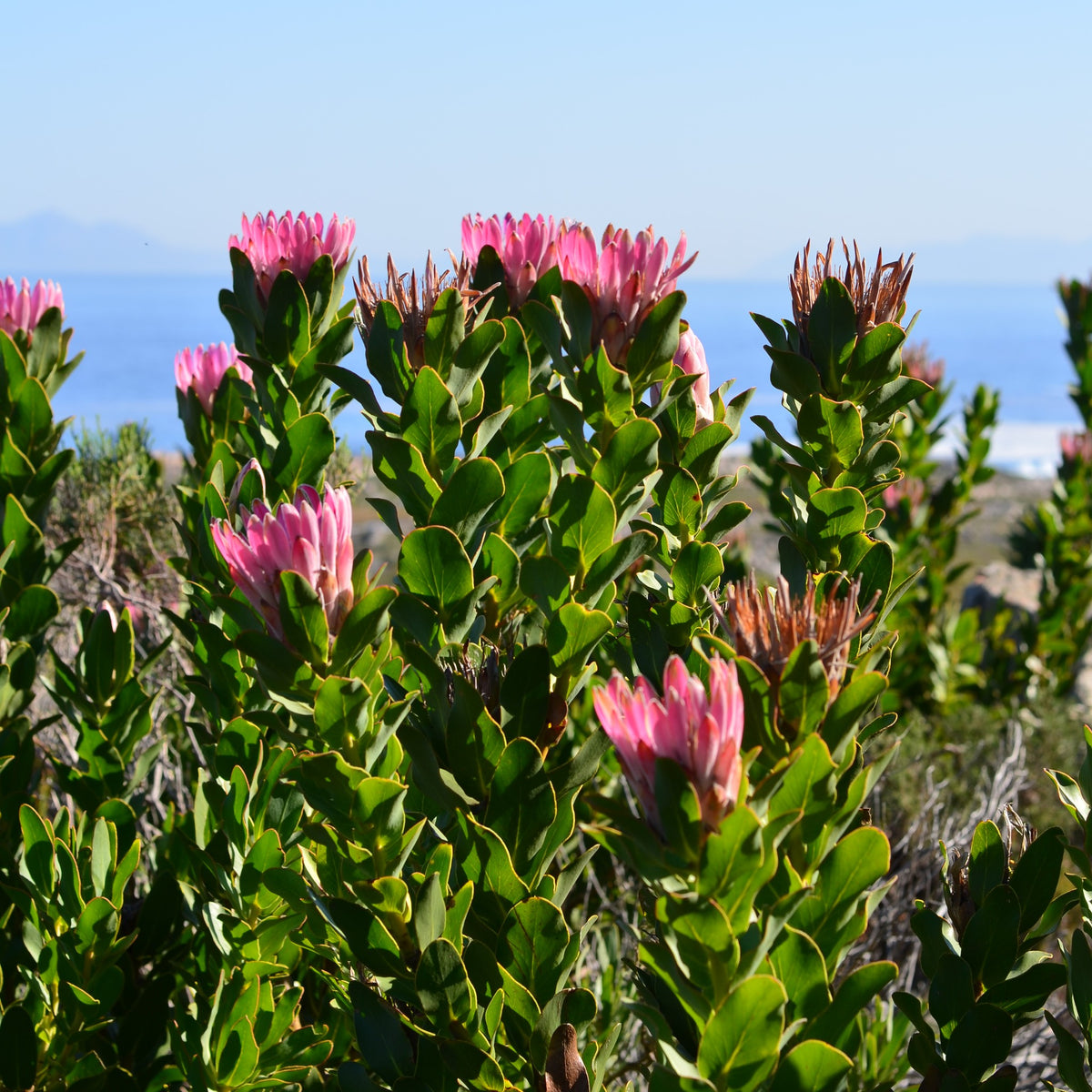 Protea Neriifolia 'Australis Ruby' – Cape Garden Online