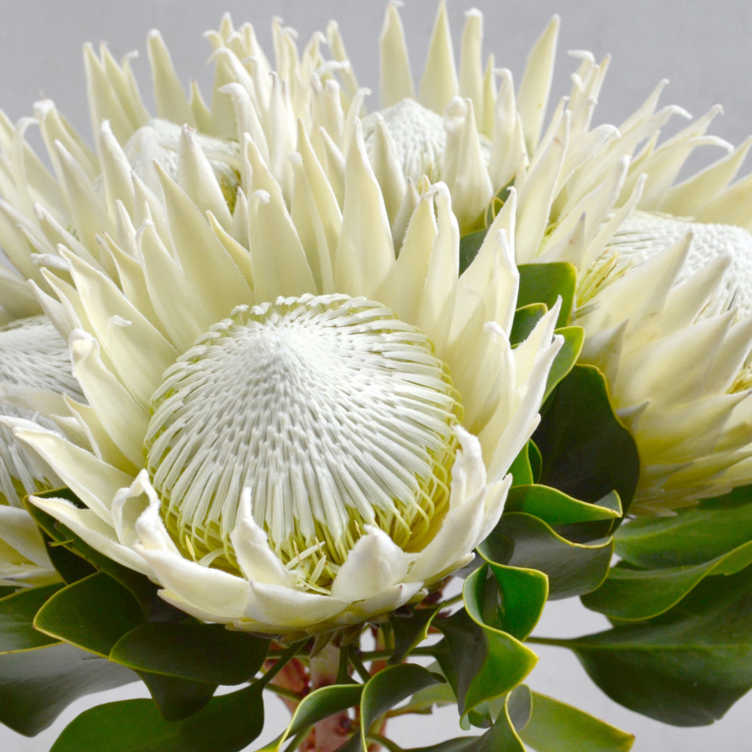 White King Protea King Protea Flower Bleached. – Beach To Bloom