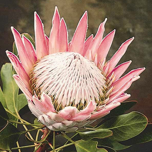 Fynbos Plants - Indigenous South African Flora – Cape Garden Online