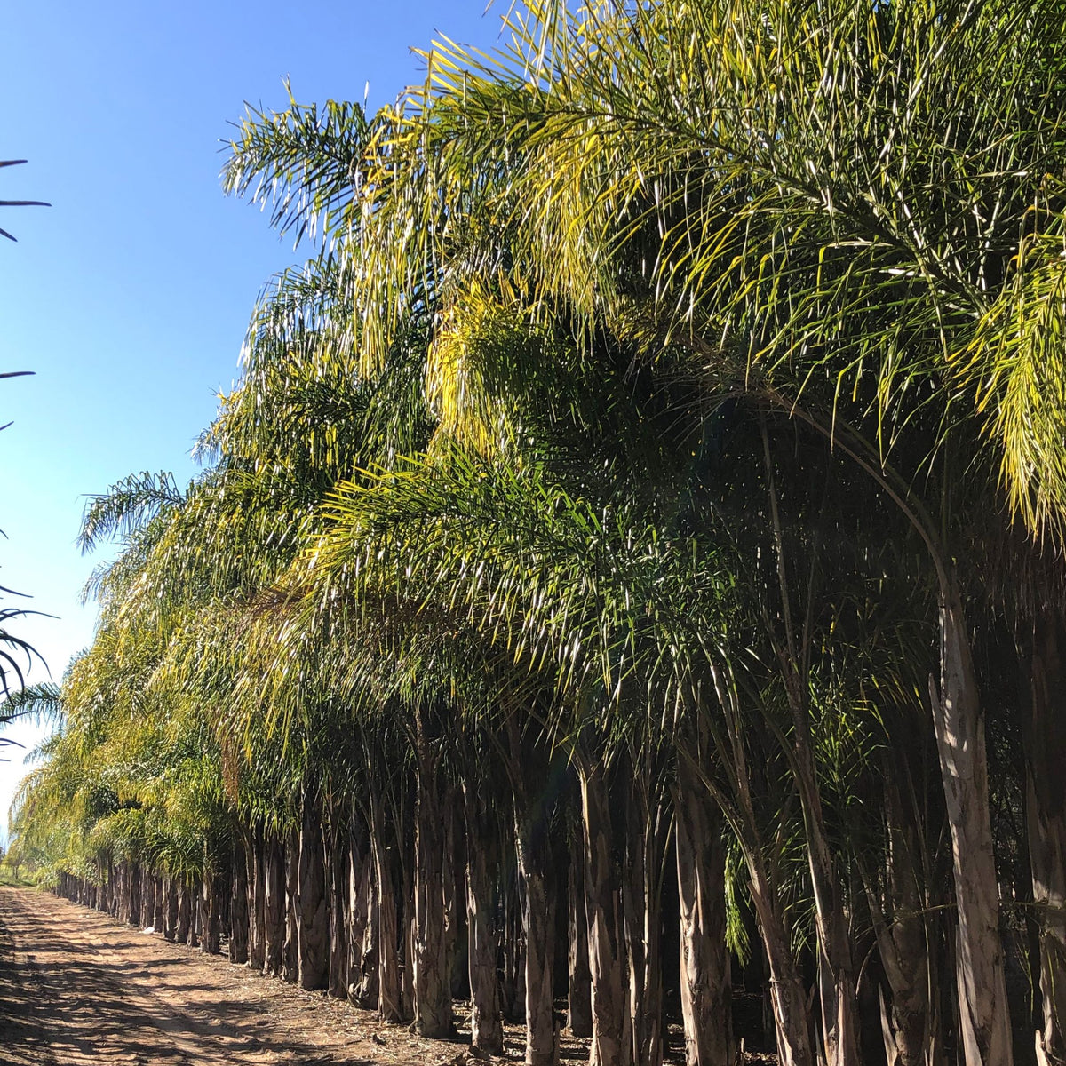 Queen Palm | Syagarus Cocus Palm | Cocos Plumosa – Cape Garden Online