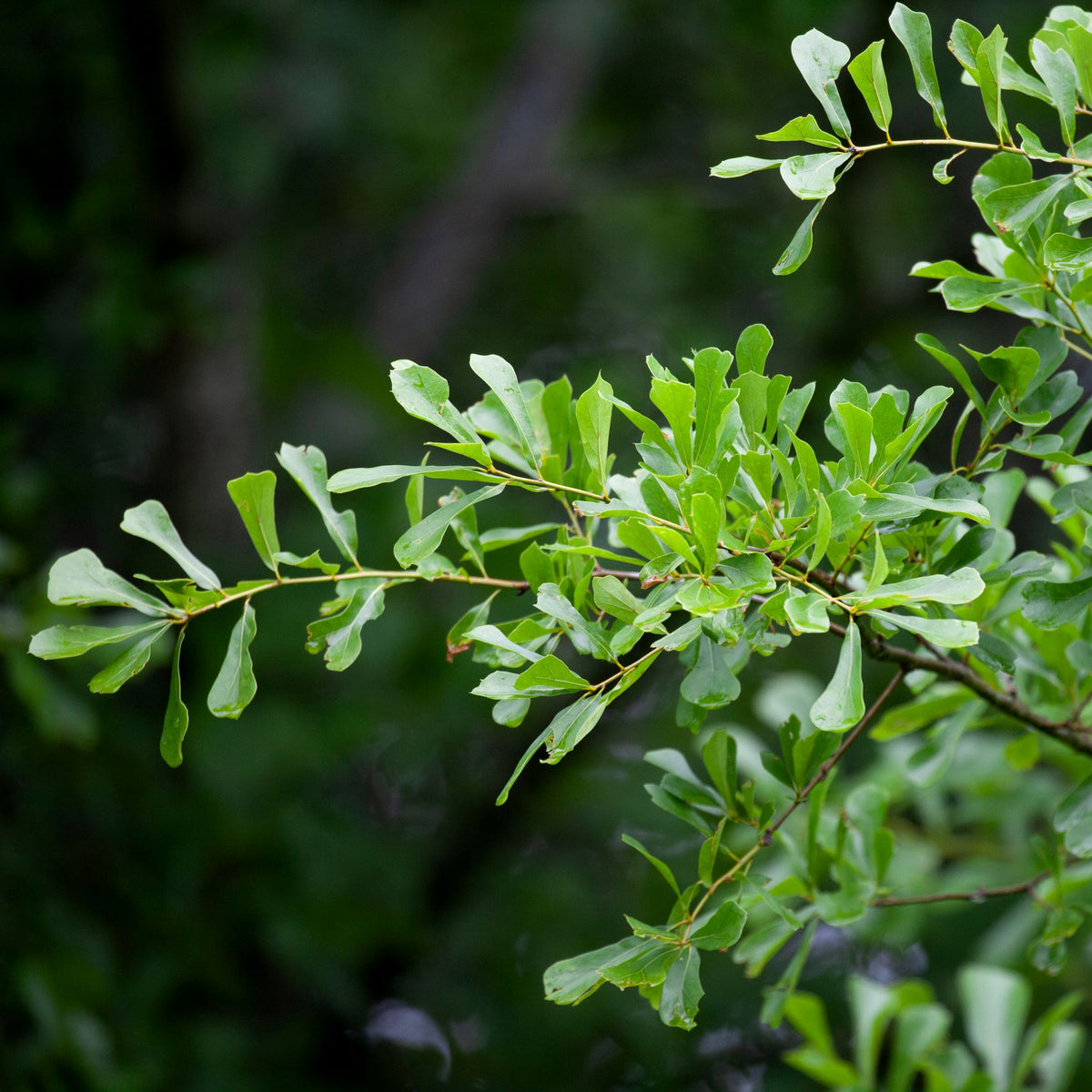 Buy Water Oak Tree Cape Town | Best Fast Growing Oak Trees – Cape ...