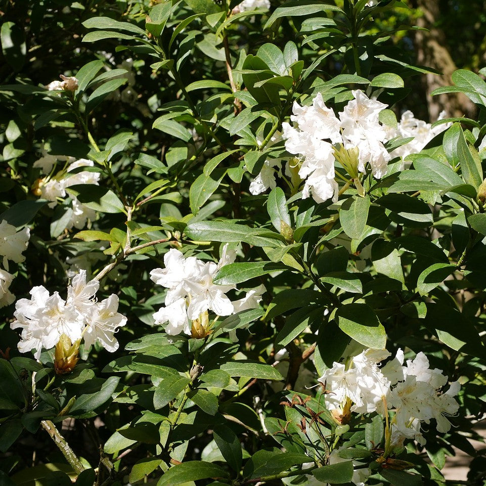 Azalea Alba White | Rhododendron Indicum – Cape Garden Online