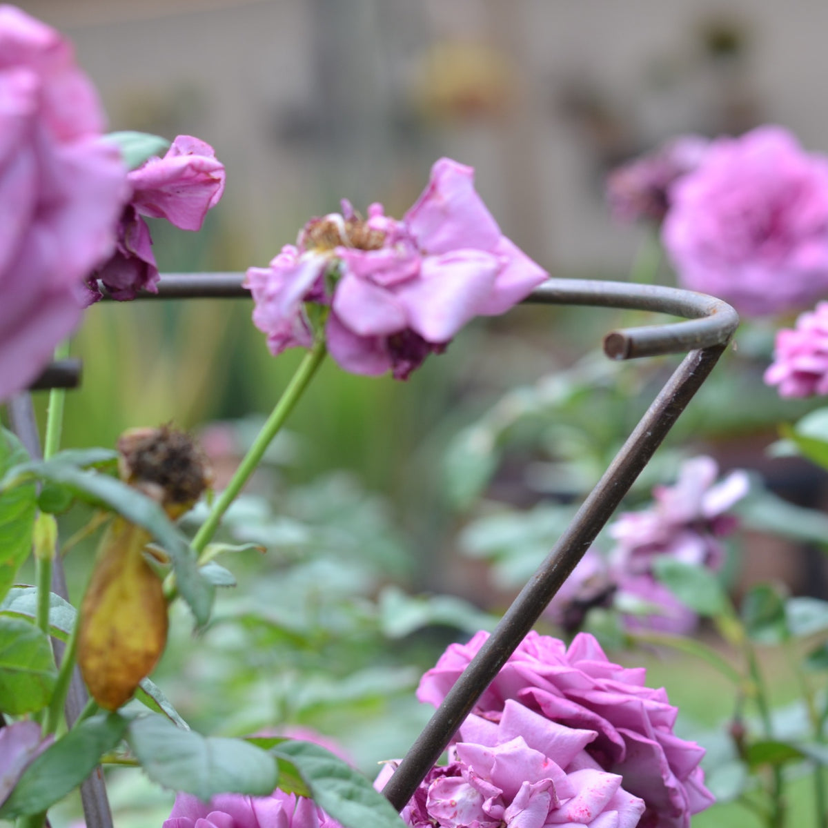 Rose Cone Metal Circle – Cape Garden Online